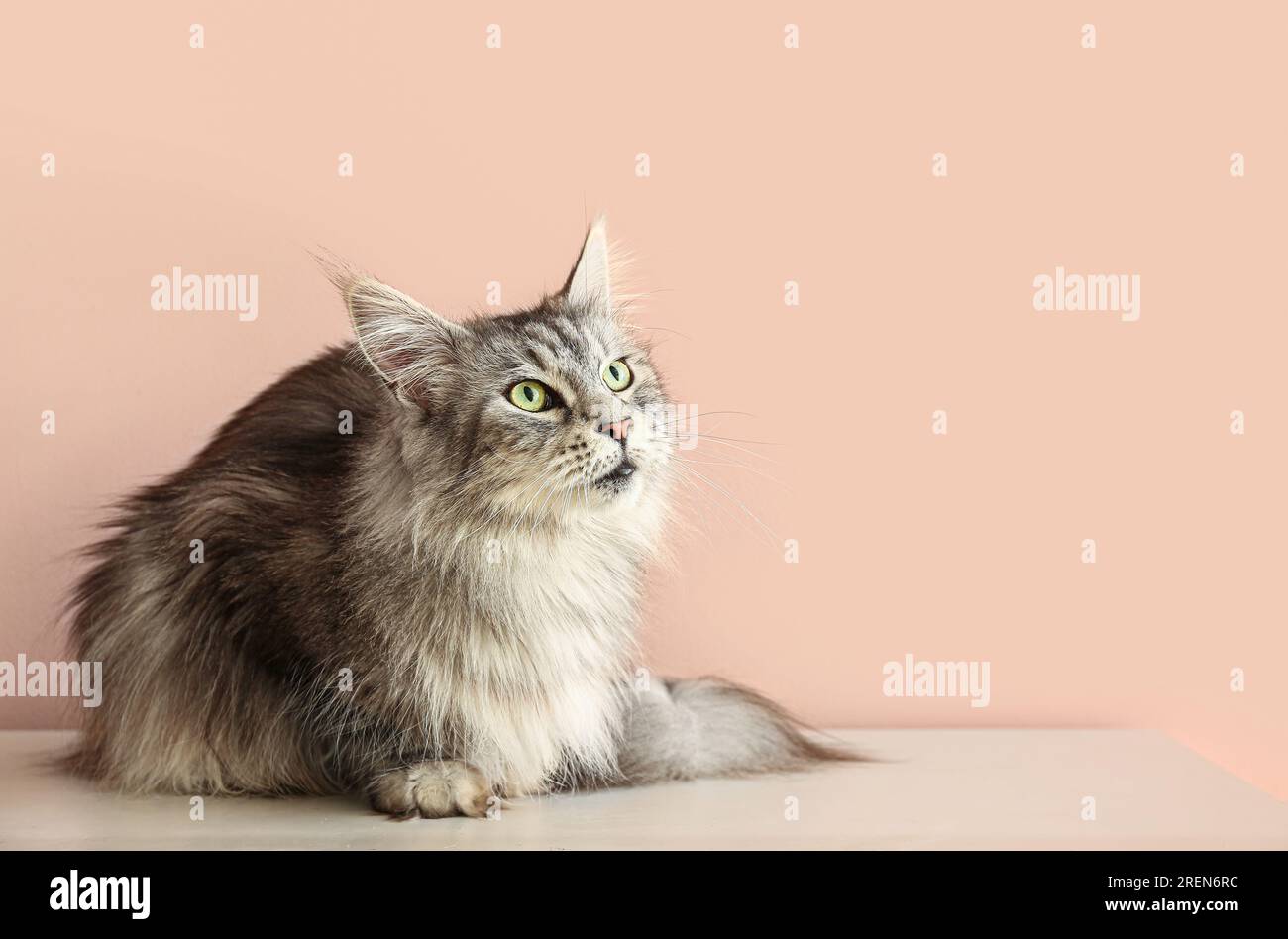 Maine Coon cat on chest of drawers near pink wall Stock Photo - Alamy
