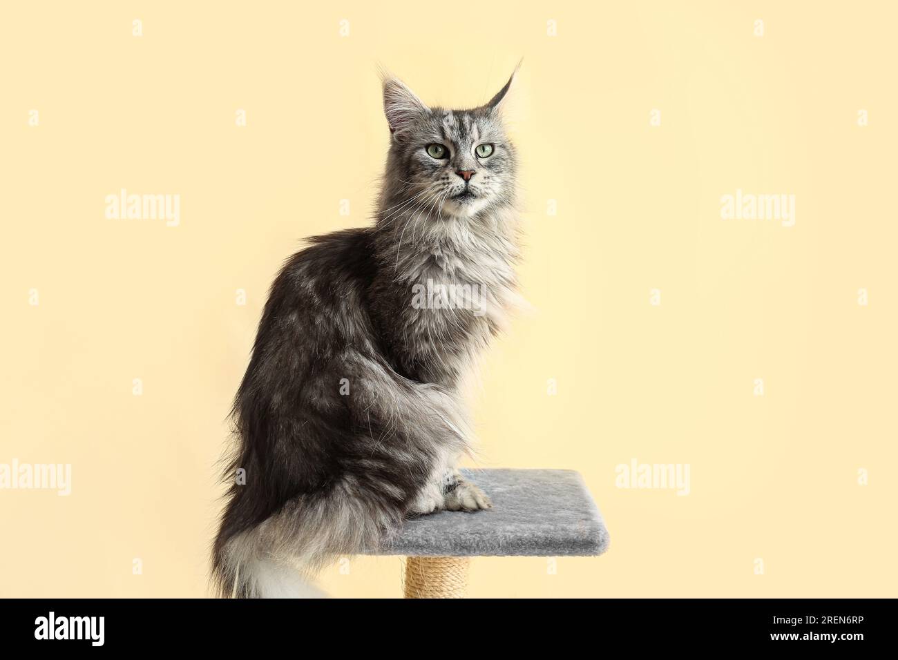 Maine Coon cat on scratching post against beige background Stock Photo ...