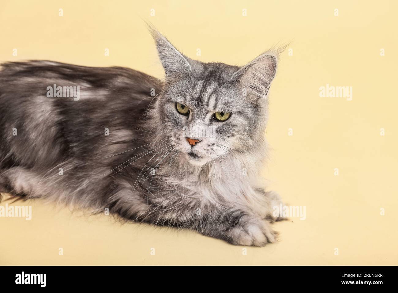 Maine Coon cat on beige background Stock Photo - Alamy