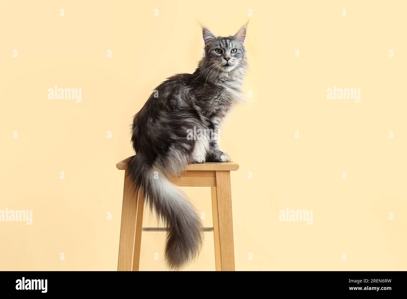 Maine Coon cat on stool against beige background Stock Photo - Alamy