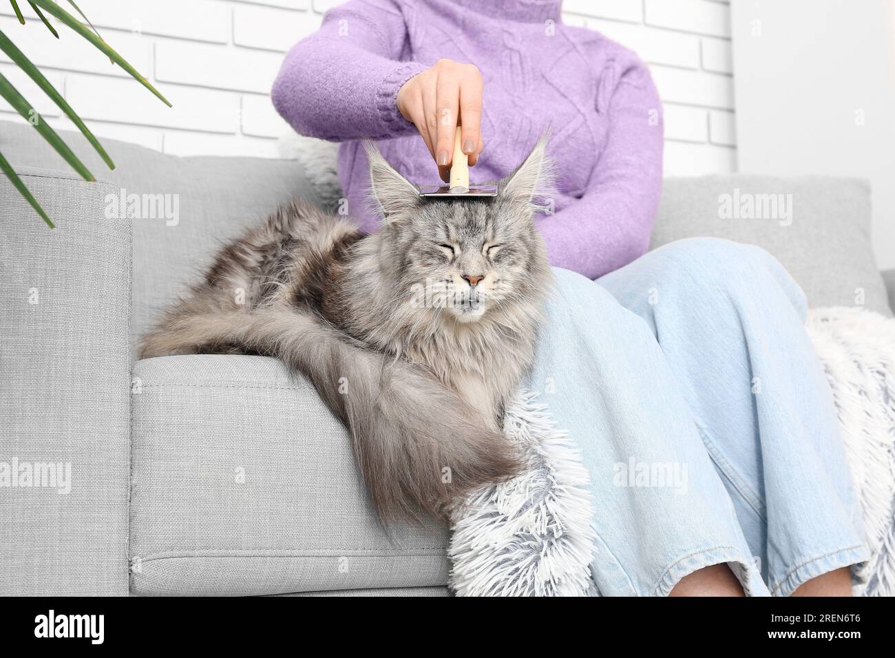 Woman brushing her Maine Coon cat on sofa at home, closeup Stock Photo ...