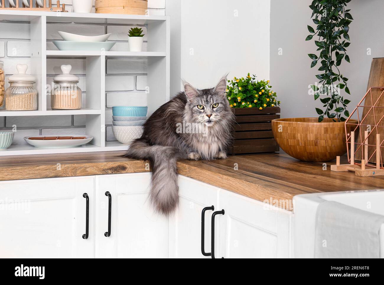 Maine Coon cat on counter in kitchen Stock Photo - Alamy
