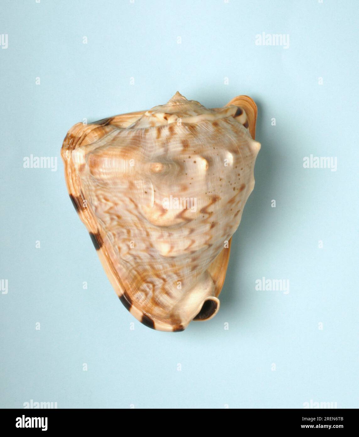 Cassis tuberosa hi-res stock photography and images - Alamy