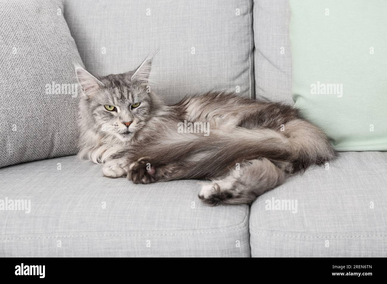Maine Coon cat on sofa in living room Stock Photo - Alamy