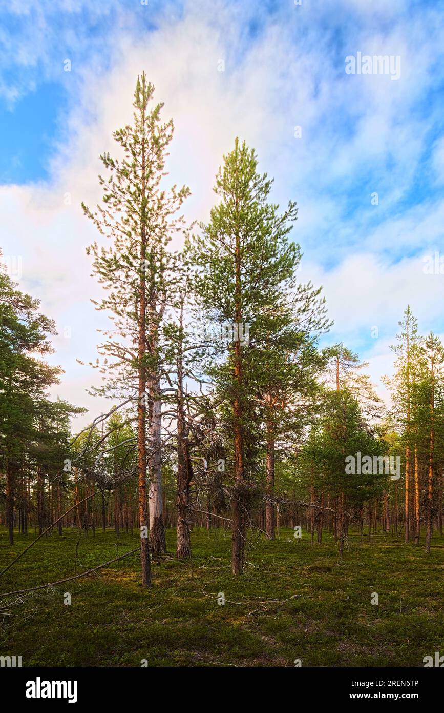 Swedish pines hi-res stock photography and images - Alamy