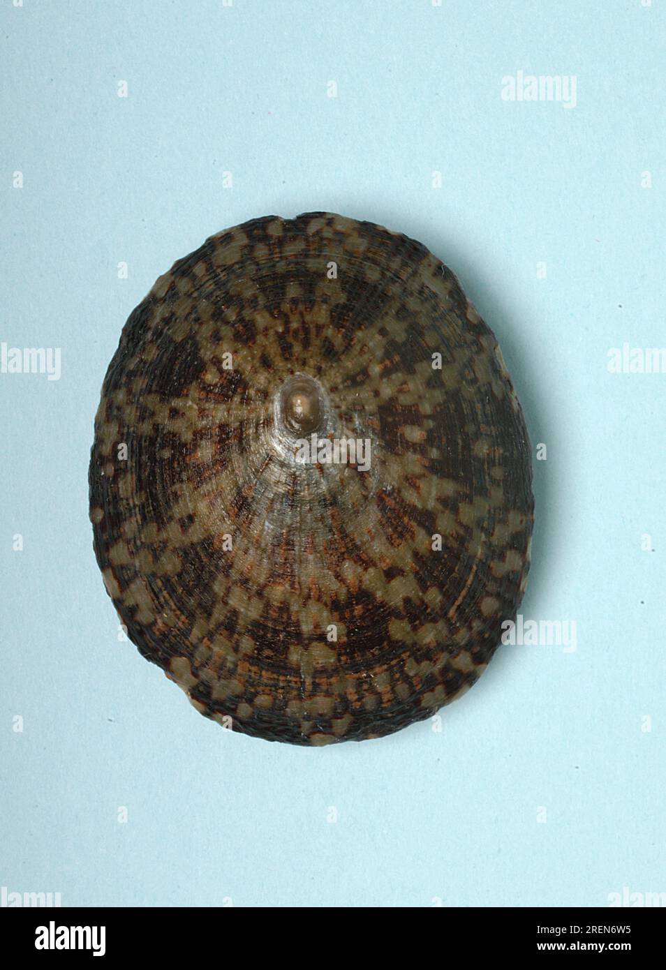 Cellana testudinaria hi-res stock photography and images - Alamy