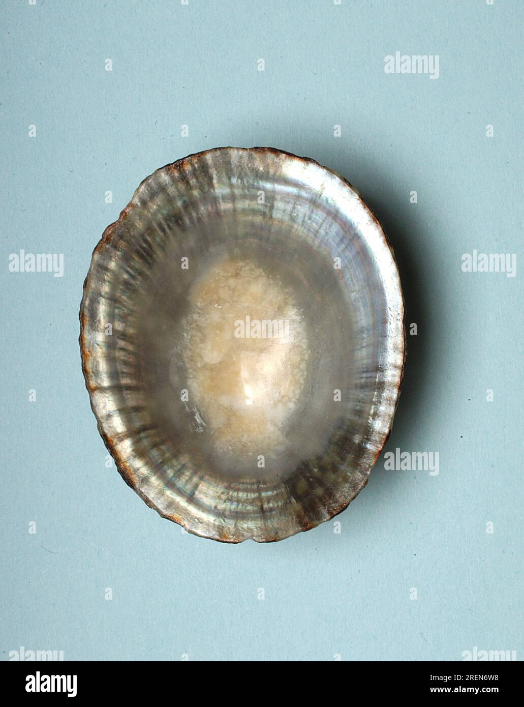 Cellana hi-res stock photography and images - Alamy