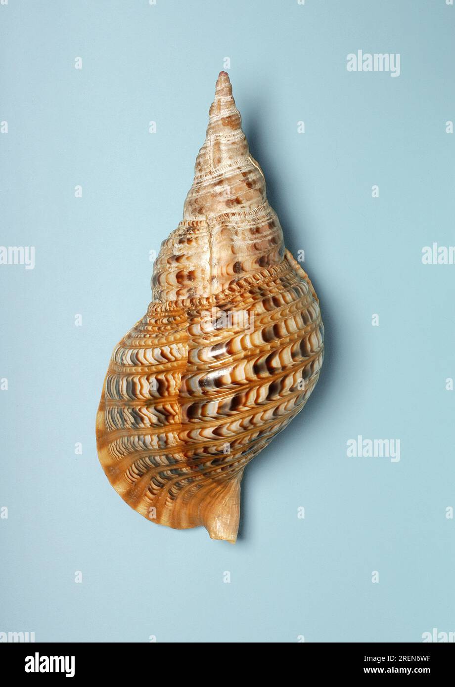 Tritonis hi-res stock photography and images - Alamy