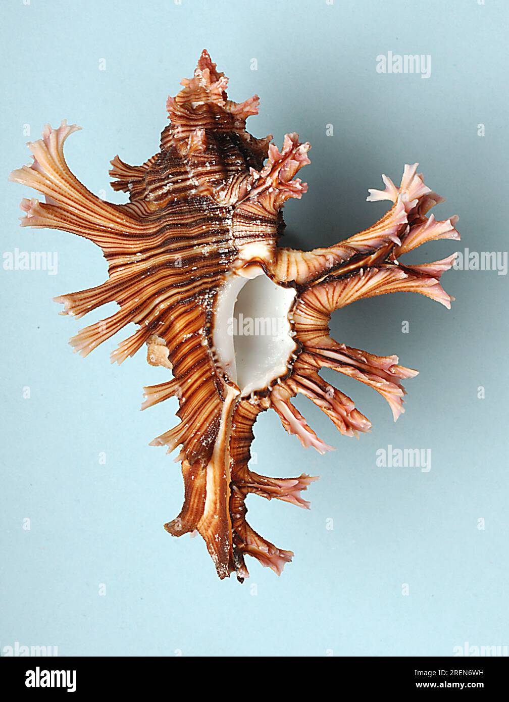 Chicoreus palmarosae, Muricidae Stock Photo - Alamy