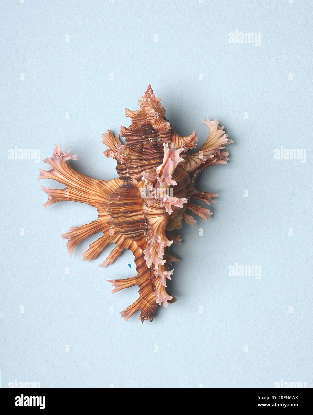 Chicoreus palmarosae, Muricidae Stock Photo - Alamy