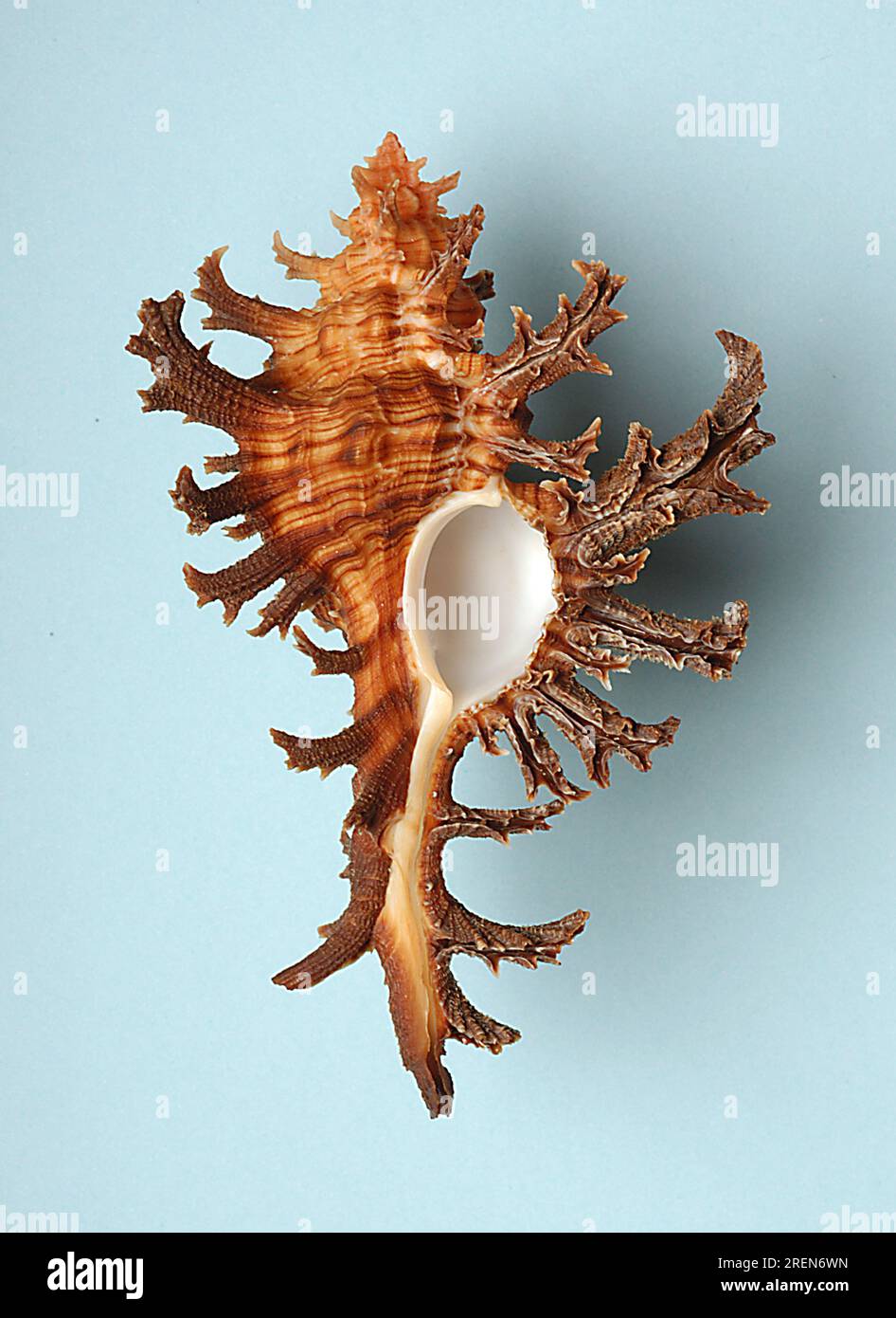 Chicoreus spectrum, Muricidae Stock Photo - Alamy