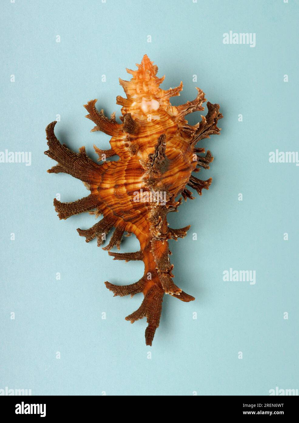 Chicoreus spectrum hi-res stock photography and images - Alamy