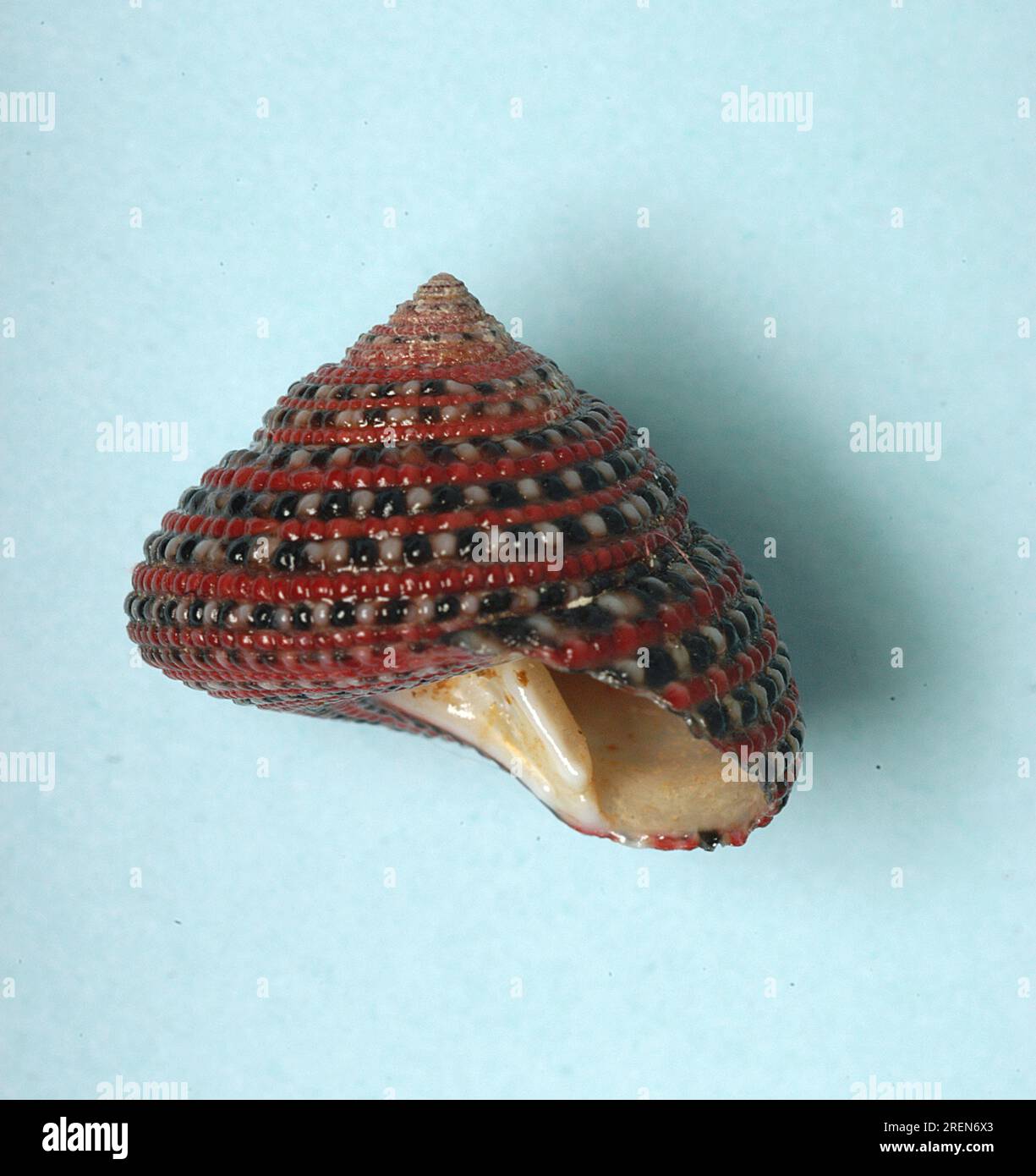 Clanculus pharaonius hi-res stock photography and images - Alamy