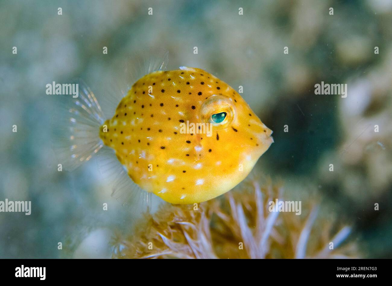 Juvenile puffer filefish hi-res stock photography and images - Alamy