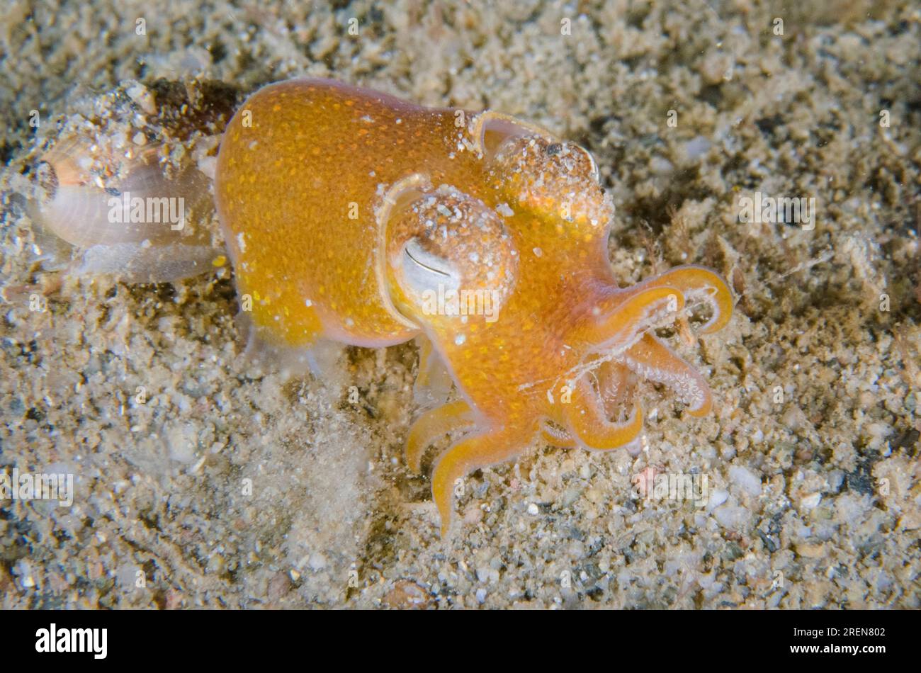 Tropical bottletail squid hi-res stock photography and images - Alamy