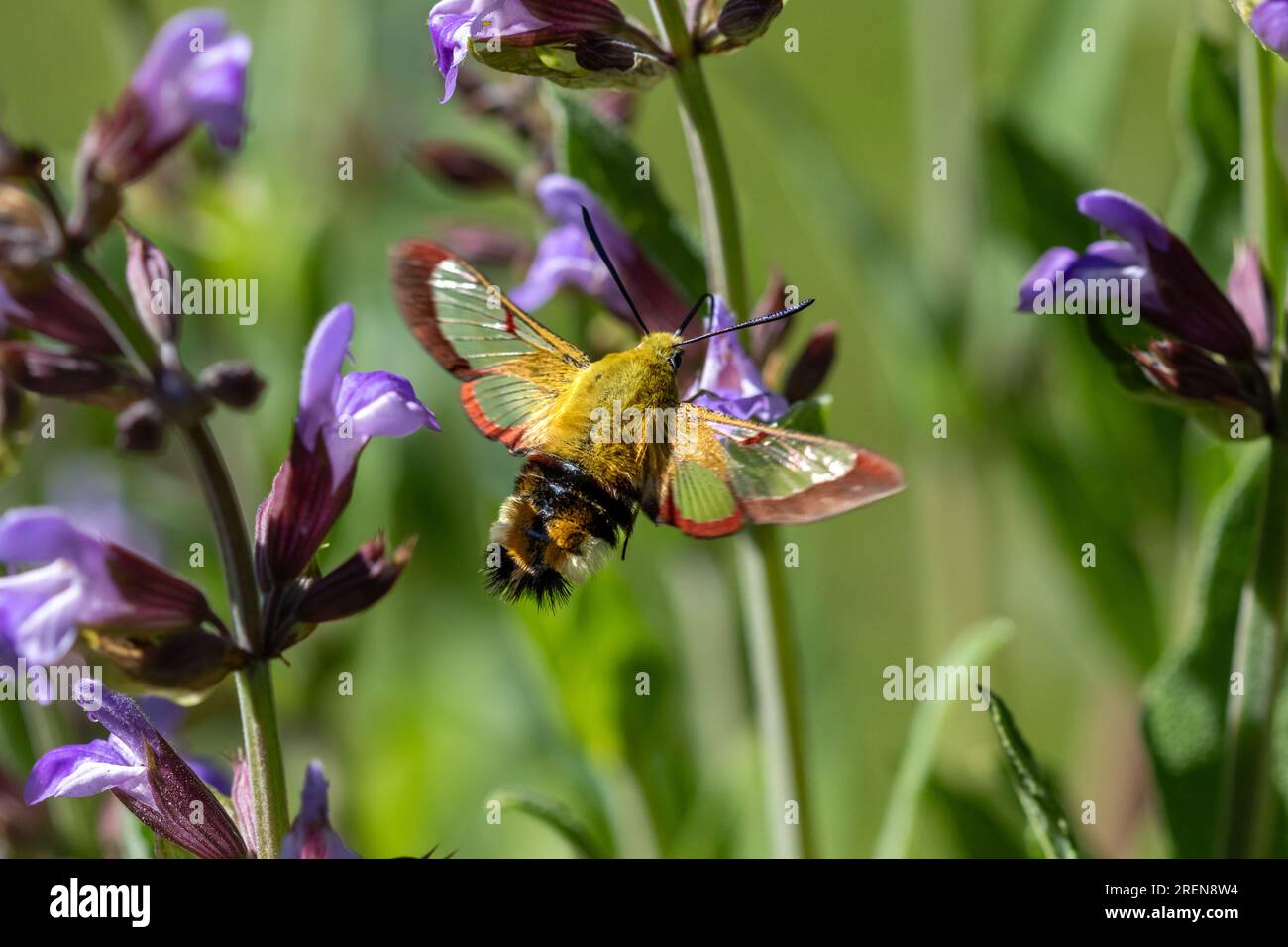 A Broad-bordered Bee Hawk moth (Hemaris fuciformis) in flight, hovering ...