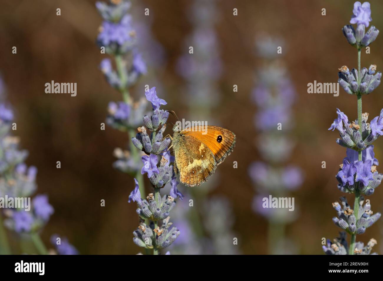 Resting gatekeeper hi-res stock photography and images - Alamy
