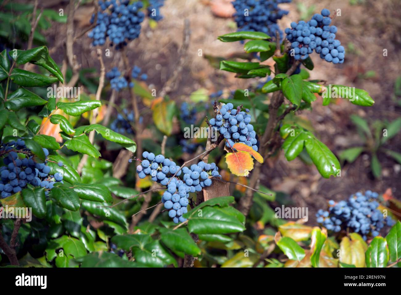 Oregon grape holly hi-res stock photography and images - Alamy