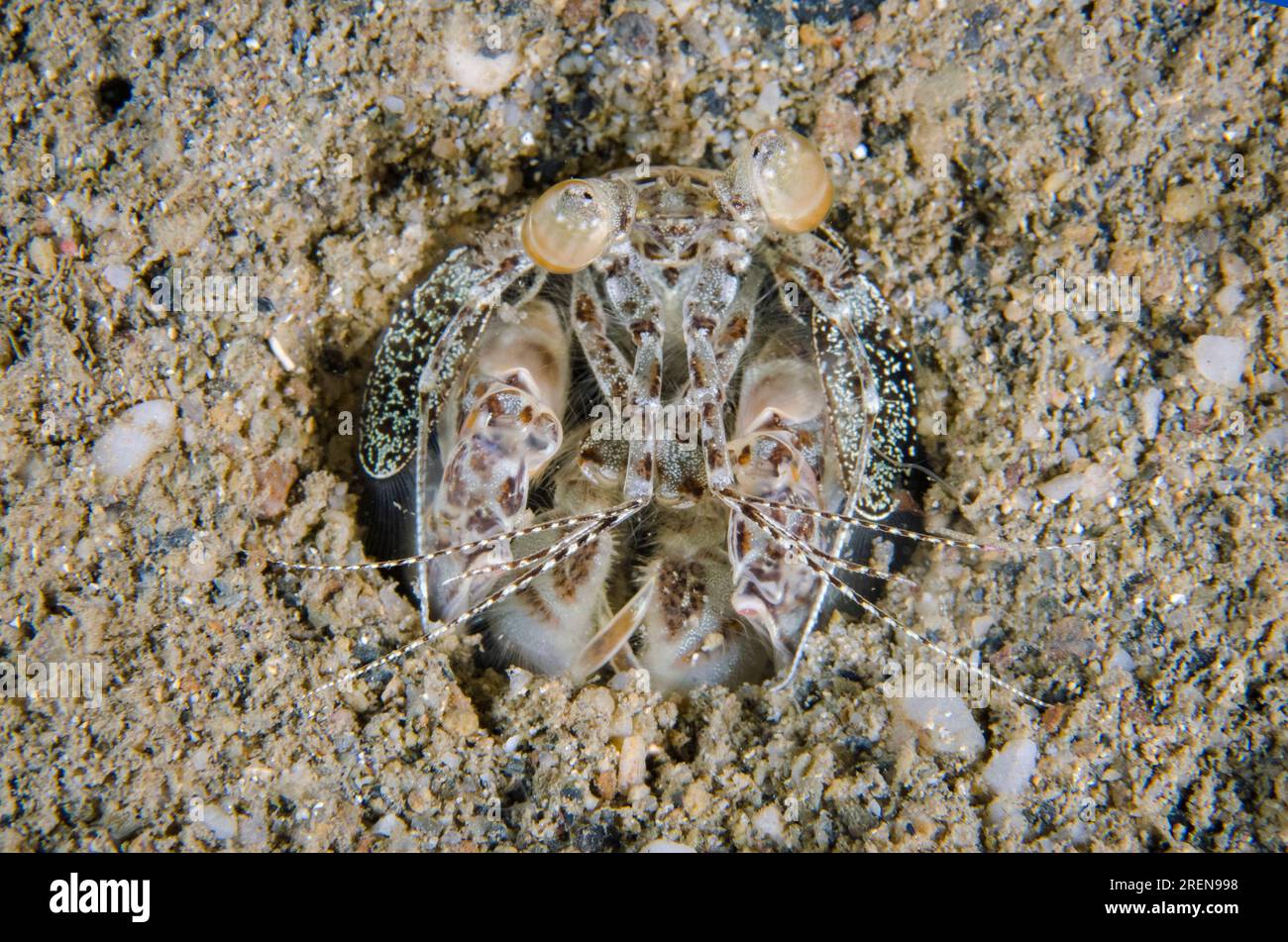 Ttiger mantis shrimp hi-res stock photography and images - Alamy