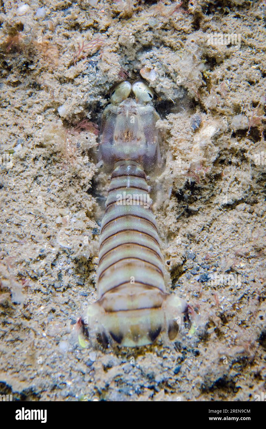 Tiger Mantis Shrimp, Lysiosquillina maculata, night dive, Dili Rock ...