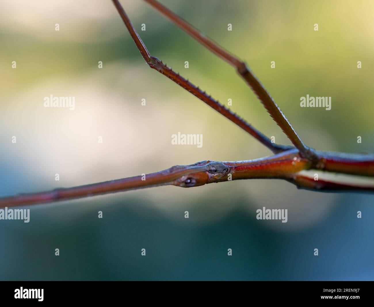 Walking Stick Insect, macro closeup of head and eyes Stock Photo - Alamy