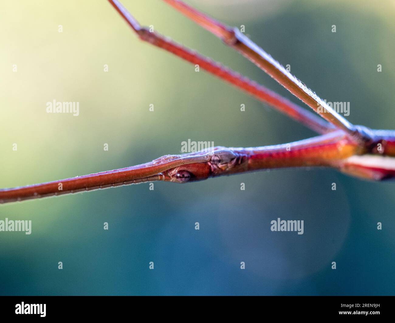 Walking Stick Insect, macro closeup of head and eyes Stock Photo - Alamy