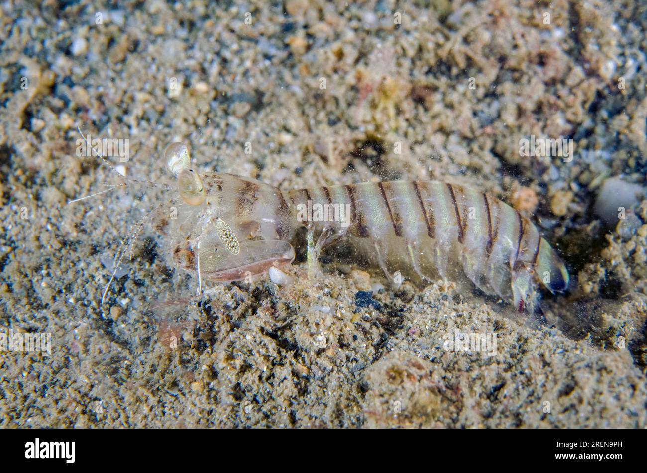 Tiger Mantis Shrimp, Lysiosquillina maculata, night dive, Dili Rock ...