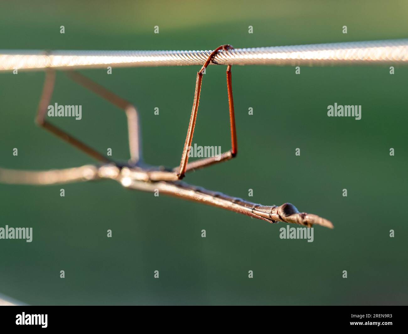 Walking Stick Insect clinging onto steel wire Stock Photo - Alamy