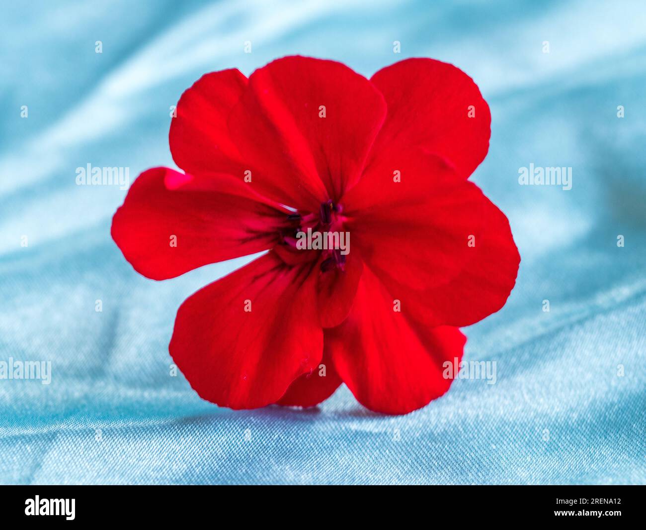 A rich red Geranium Flower on blue satin fabric Stock Photo - Alamy
