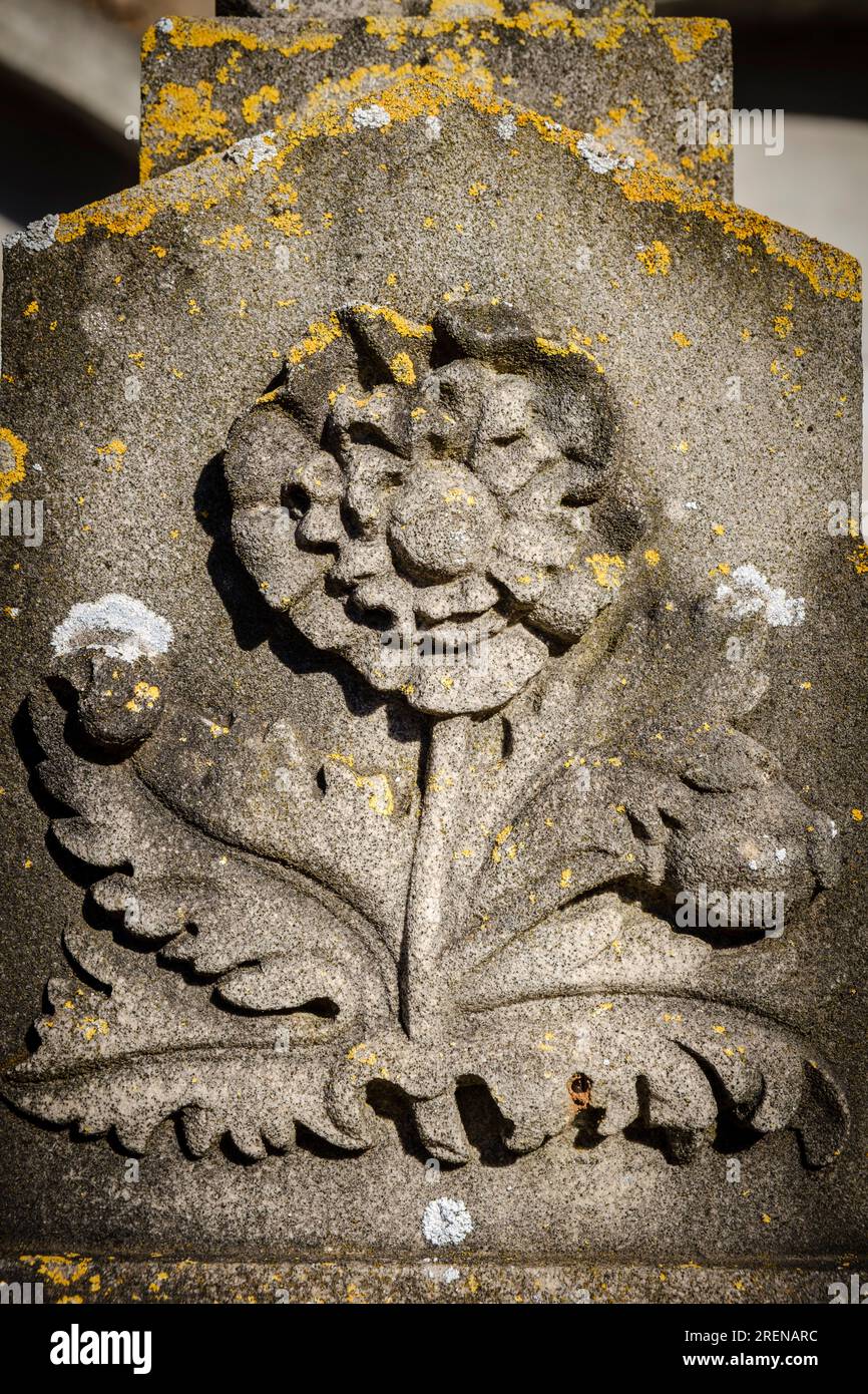 poppy flower, Esporles cemetery, Majorca, Balearic islands, Spain Stock ...