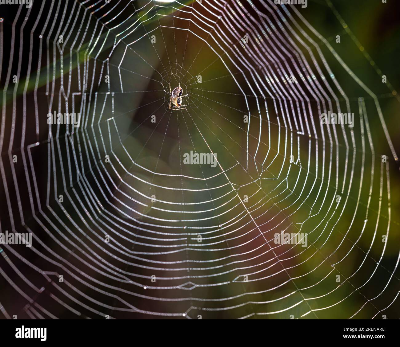 Concentric circles in nature hi-res stock photography and images - Alamy