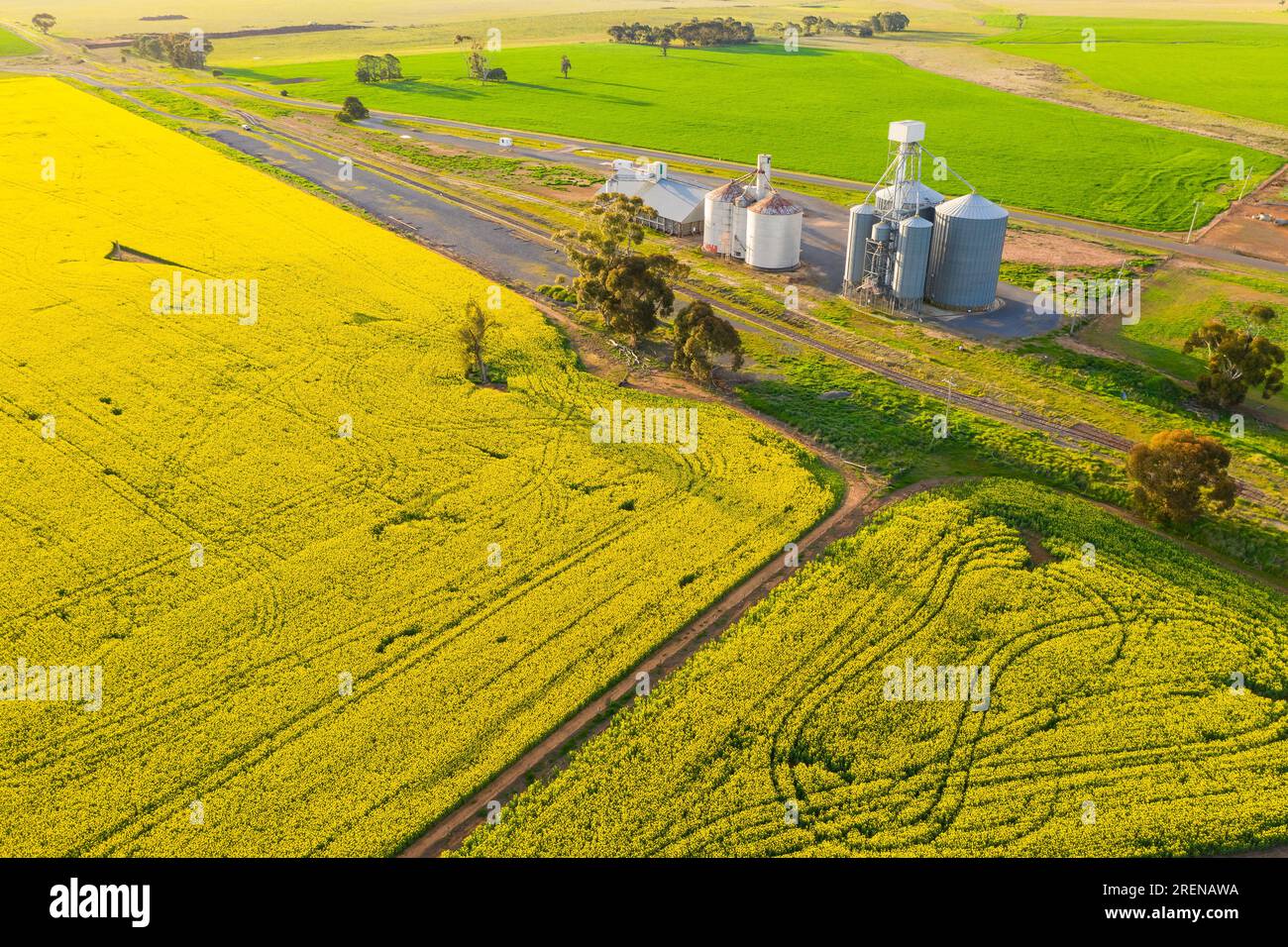 Aerial view of grain silos alongside fields of canola at Moolort in ...