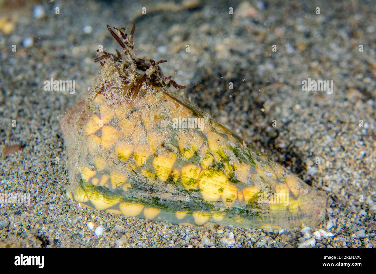 Marble Cone Shell, Conus mermoreus, on sand, night dive, Dili Rock East ...