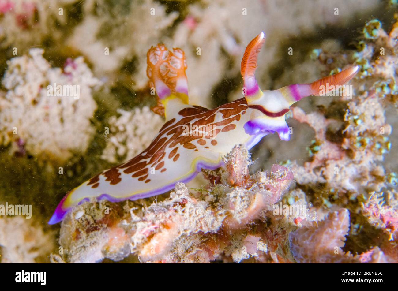 Colorful Lined Nembrotha Nudibranch, Nembrotha lineolata, Dili Rock ...