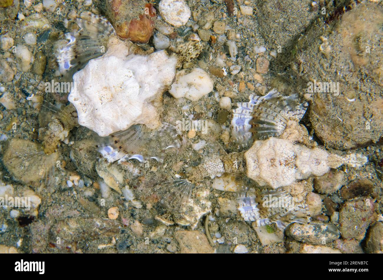 Pair of Seamoths, Eurypegasus draconis, on sand, Night dive, Tasi Tolu dive site, Dili, East ...