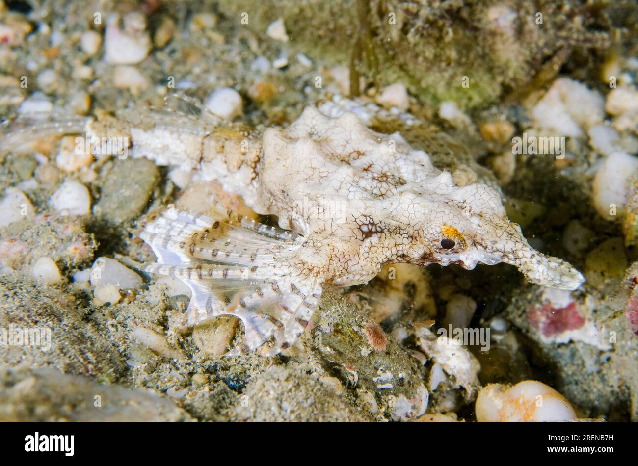 Seamoth hi-res stock photography and images - Alamy