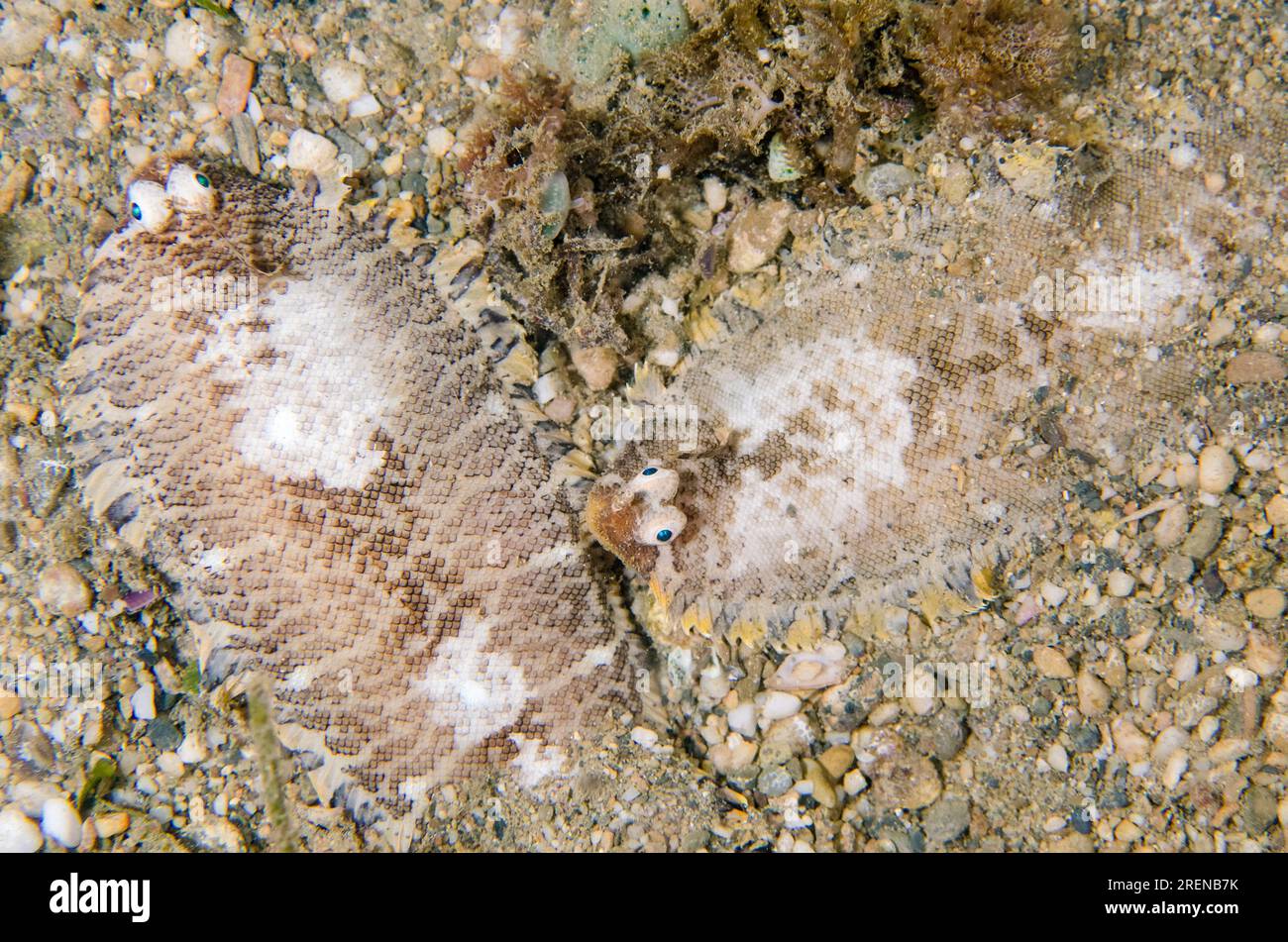 Pair of Banded Soles, Soleichthys heterorhinos, nght dive, Tasi Tolu ...