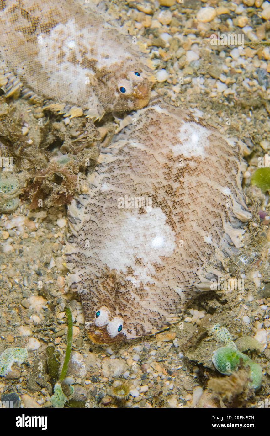 Pair of Banded Soles, Soleichthys heterorhinos, nght dive, Tasi Tolu ...