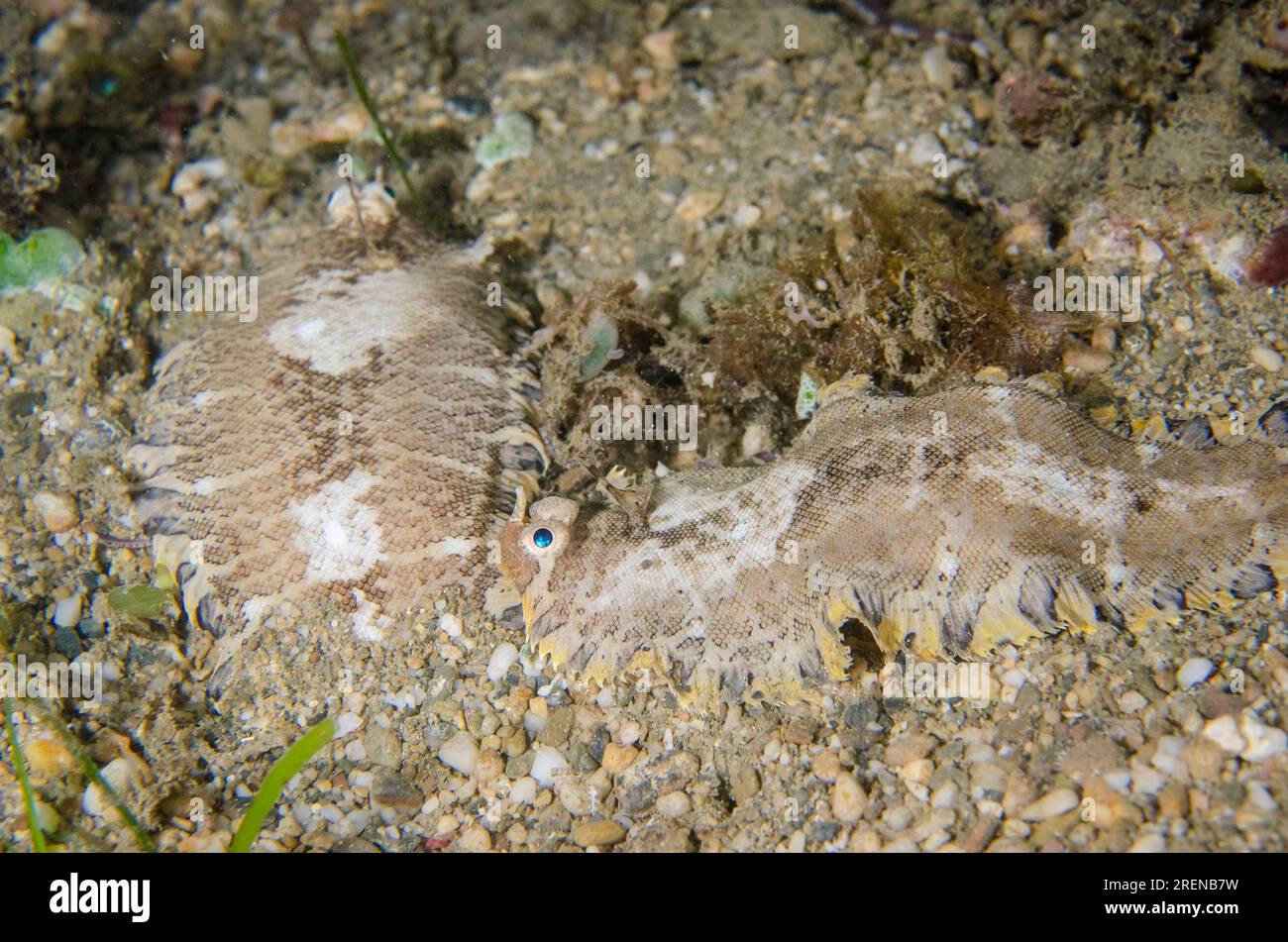 Pair of Banded Soles, Soleichthys heterorhinos, nght dive, Tasi Tolu ...