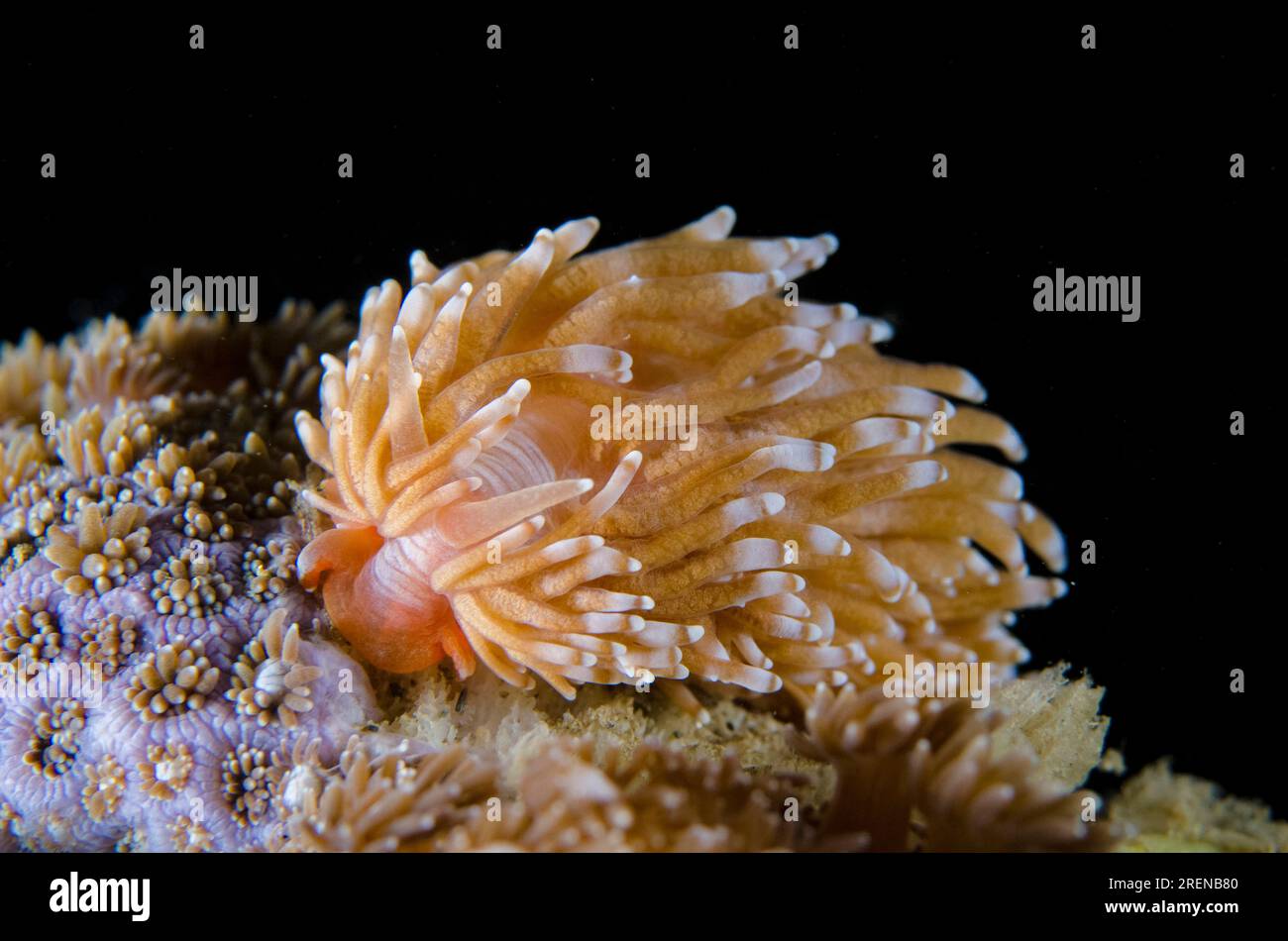 Tenellia sp hi-res stock photography and images - Alamy