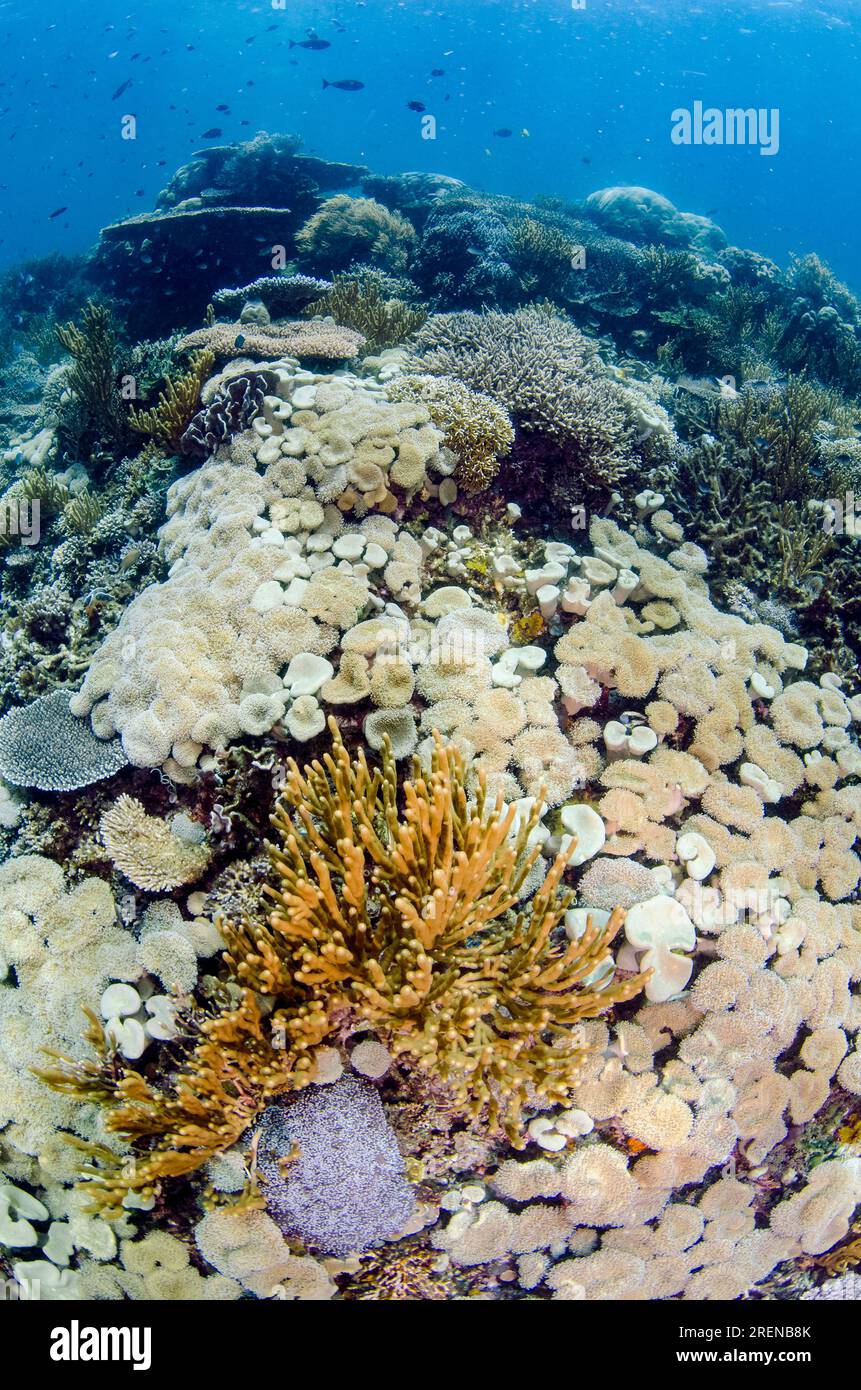 Group of Sarcophyton soft corals, Sarcophyton sp, Outer Reef dive site ...