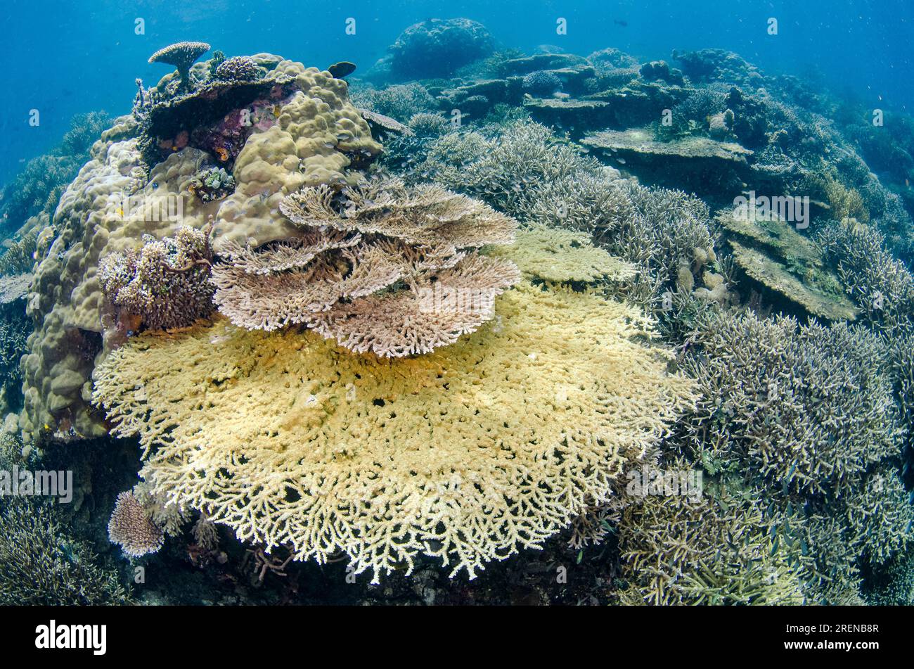 Large Table Coral, Acropora sp, Outer Reef dive site, Atauro Island ...