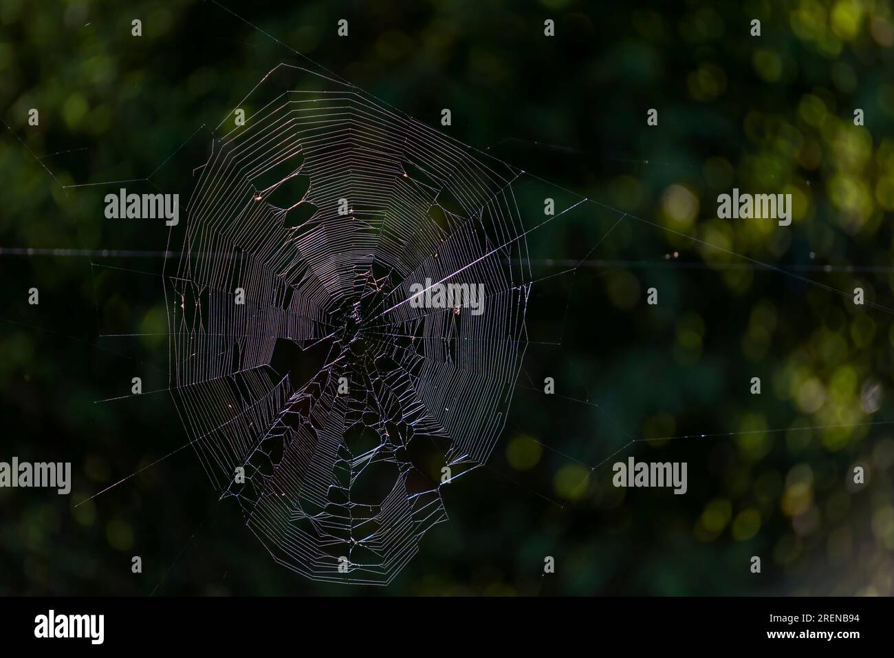 A large spider web suspended in the air against a green background with ...