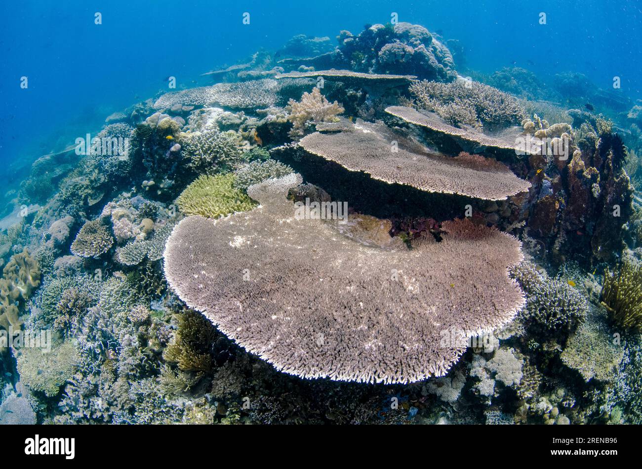 Large Table Coral, Acropora sp, Outer Reef dive site, Atauro Island ...