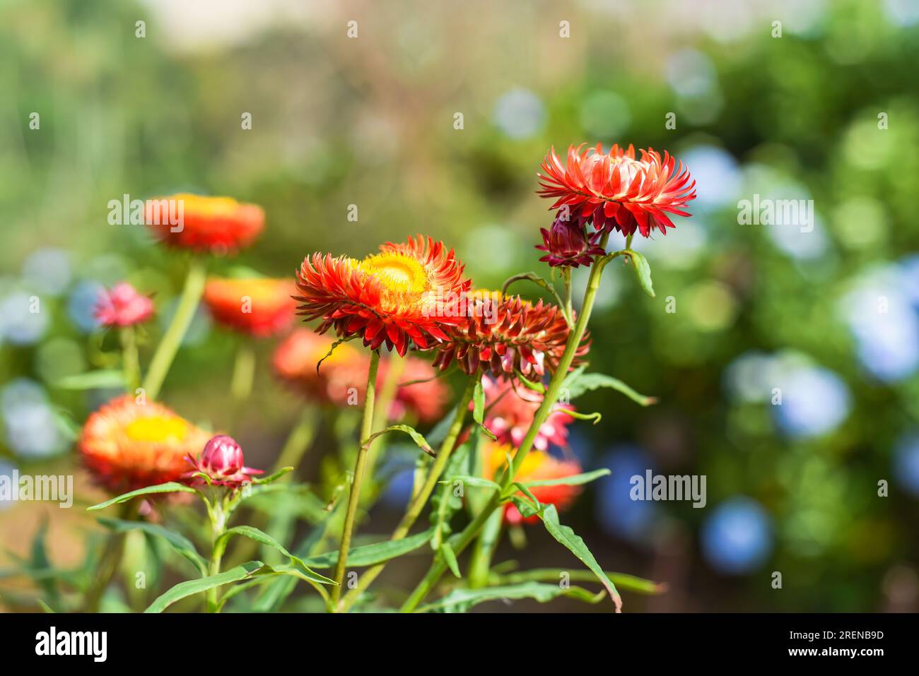 Field of Xerochrysum bracteatum, commonly known as the golden ...