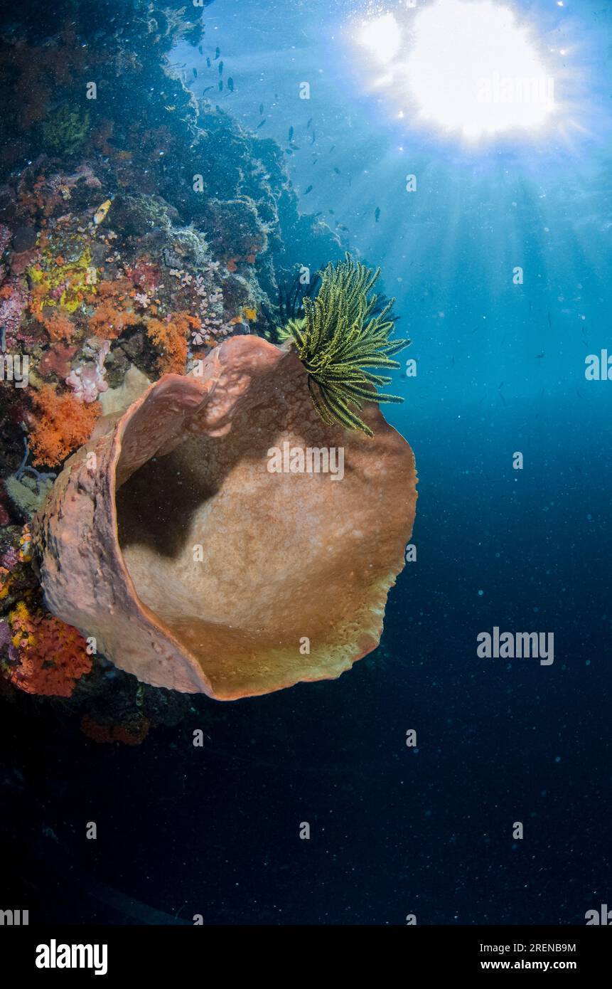 Sponge, Porifera Phylum, with sun in background, The Cove dive site ...