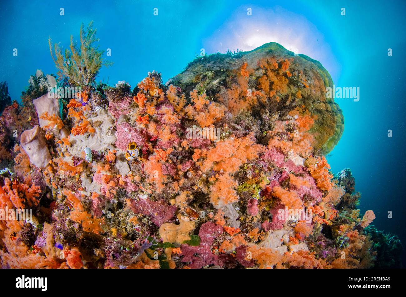 Soft coral, Dendronephthya sp, with sun in background, The Cove dive ...
