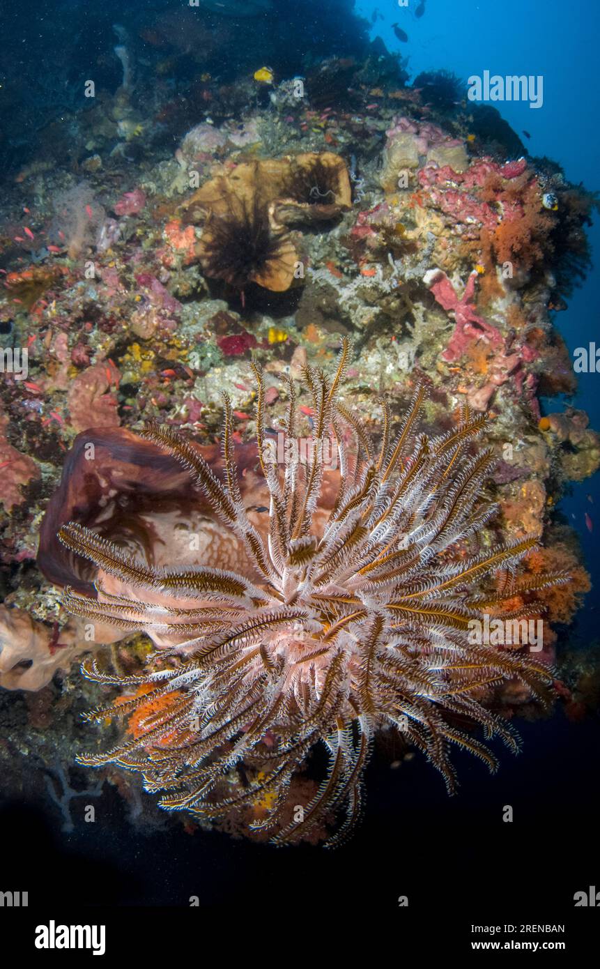 Crinoidea hi-res stock photography and images - Alamy
