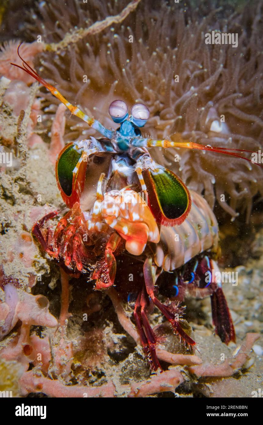 Smashing Mantis Shrimp, Odontodactylus scyllarus, by Duncanops Coral ...