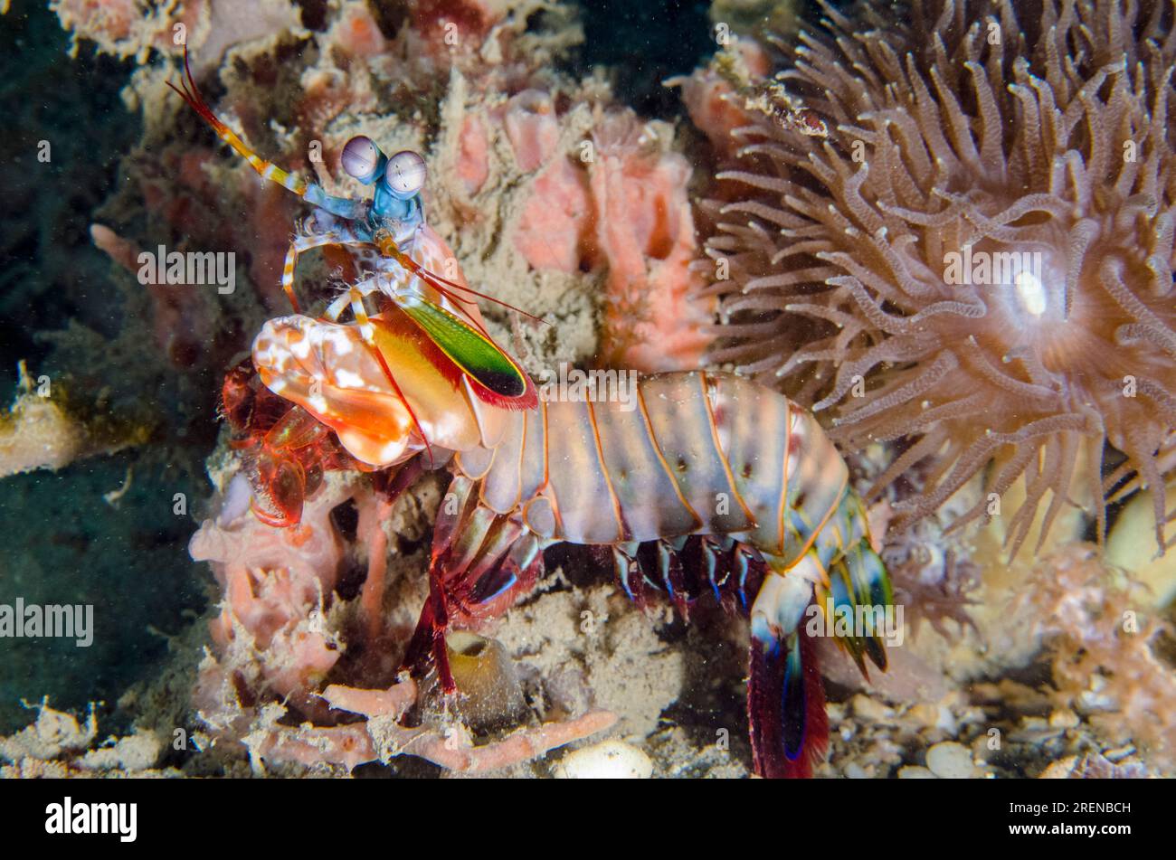 Duncanops coral hi-res stock photography and images - Alamy